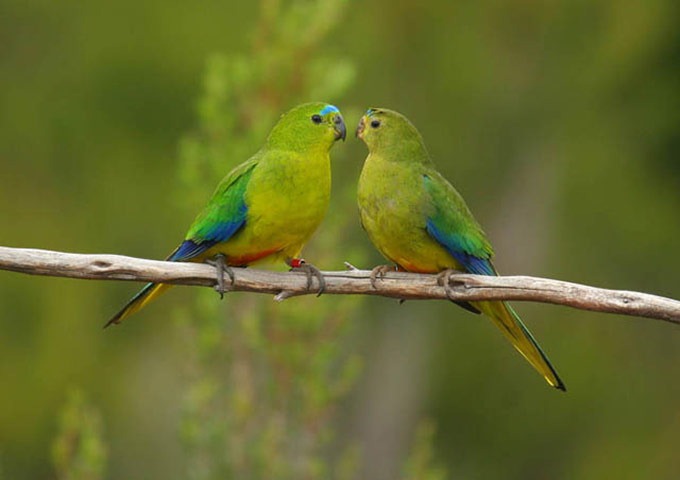 The World's Rarest Bird Photo Competition | Amusing Planet